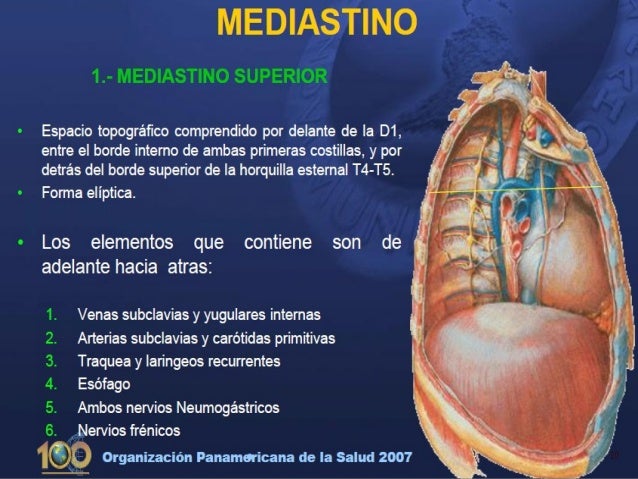Anatomía del Mediastino Superior