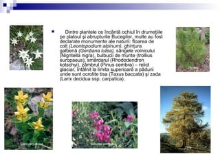 Rezervaţii naturale din judeţul prahova | PPT