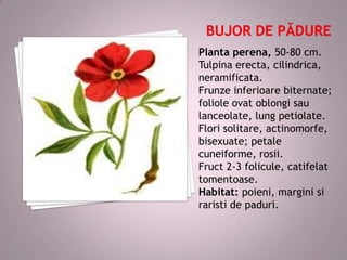 Rezervatia codrii | PPT