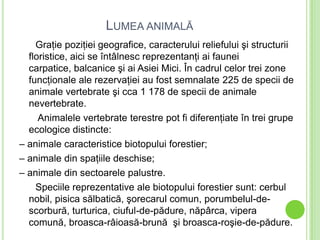 Rezervatia codrii | PPT