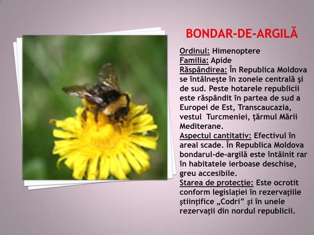 Rezervatia codrii | PPT