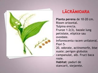 Rezervatia codrii | PPT