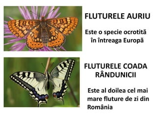 Rezervatia Tur | PPTX