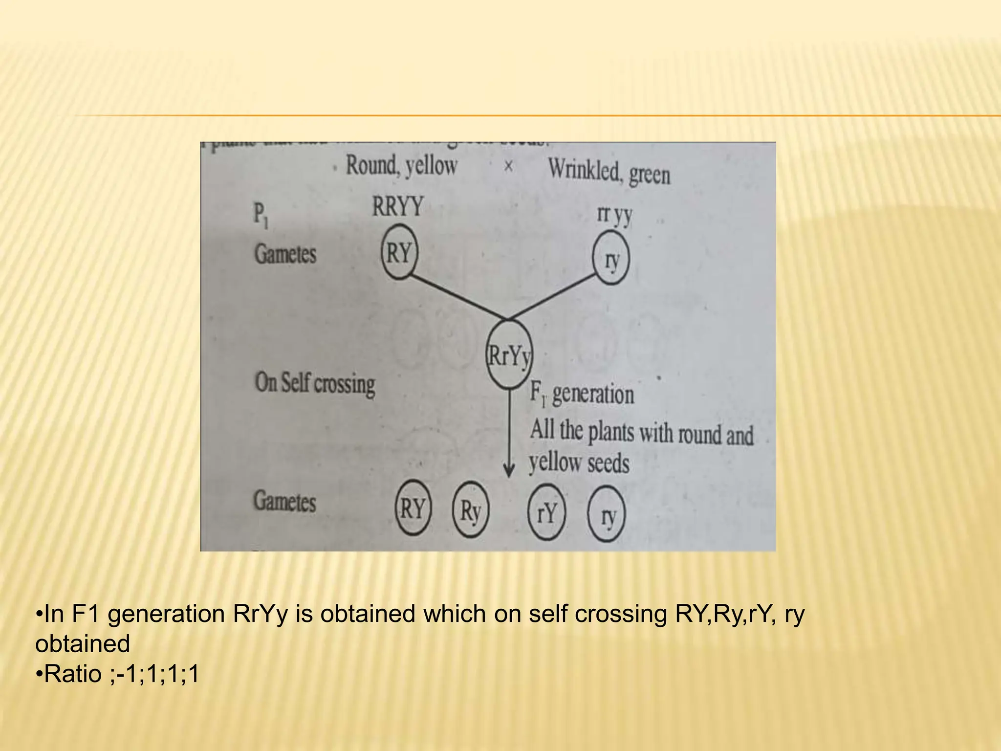 mendal_law_of_inheritance , 3laws of inheritance | PPTX