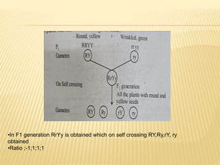 mendal_law_of_inheritance , 3laws of inheritance | PPT