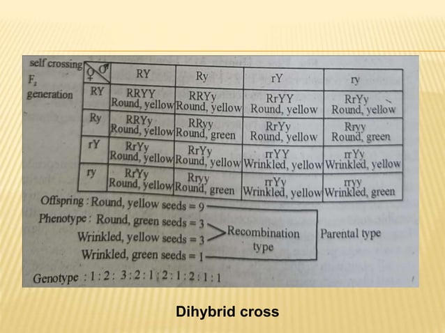 mendal_law_of_inheritance , 3laws of inheritance | PPT | Free download