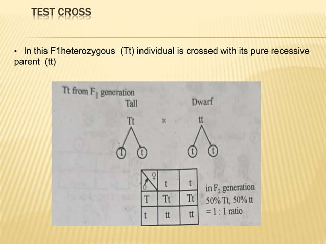 mendal_law_of_inheritance , 3laws of inheritance | PPT | Free download