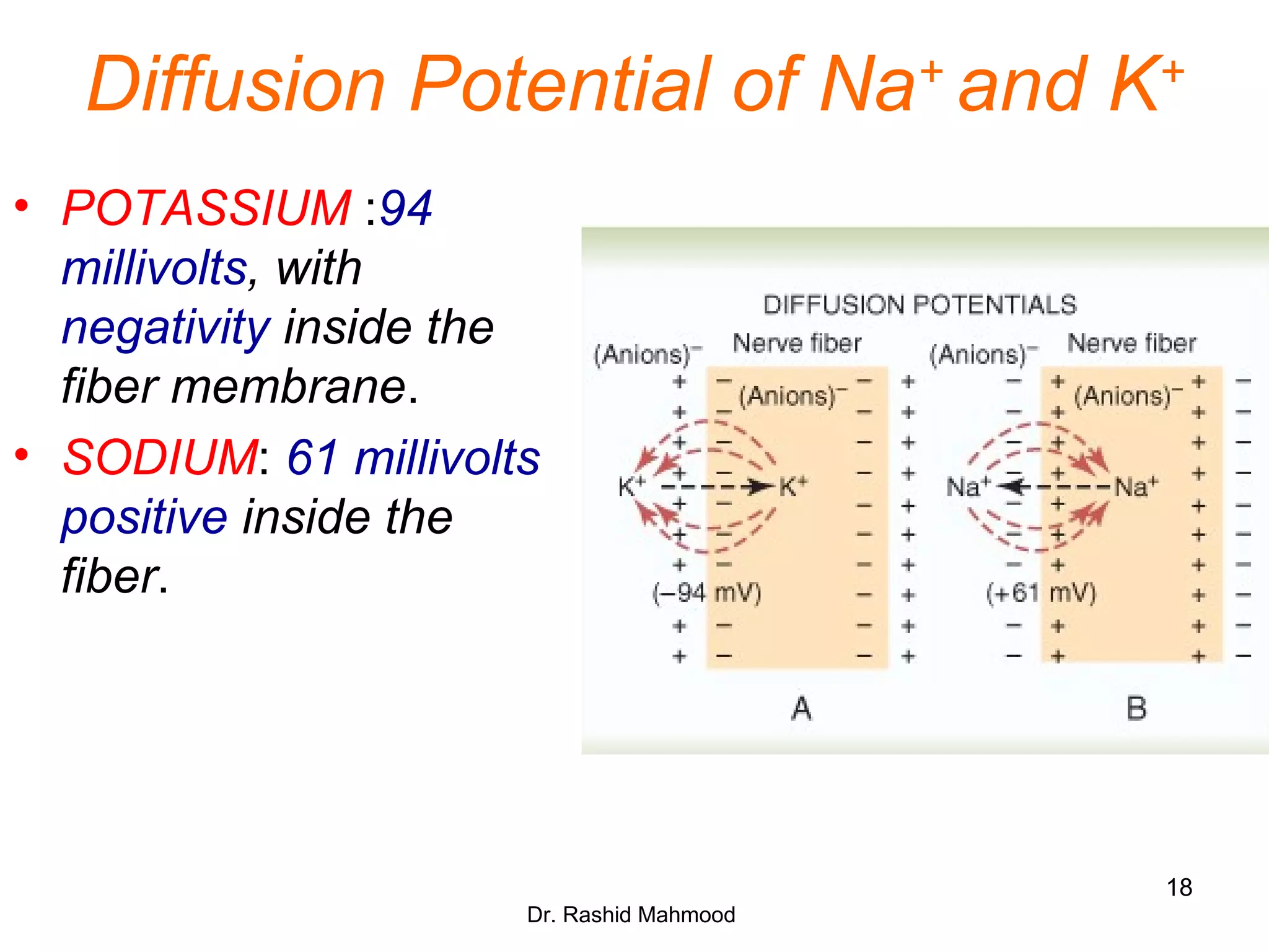 Membrane Potentials. | PPT