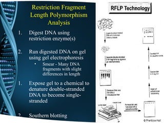 RFLP | PPT