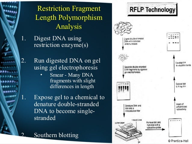 RFLP