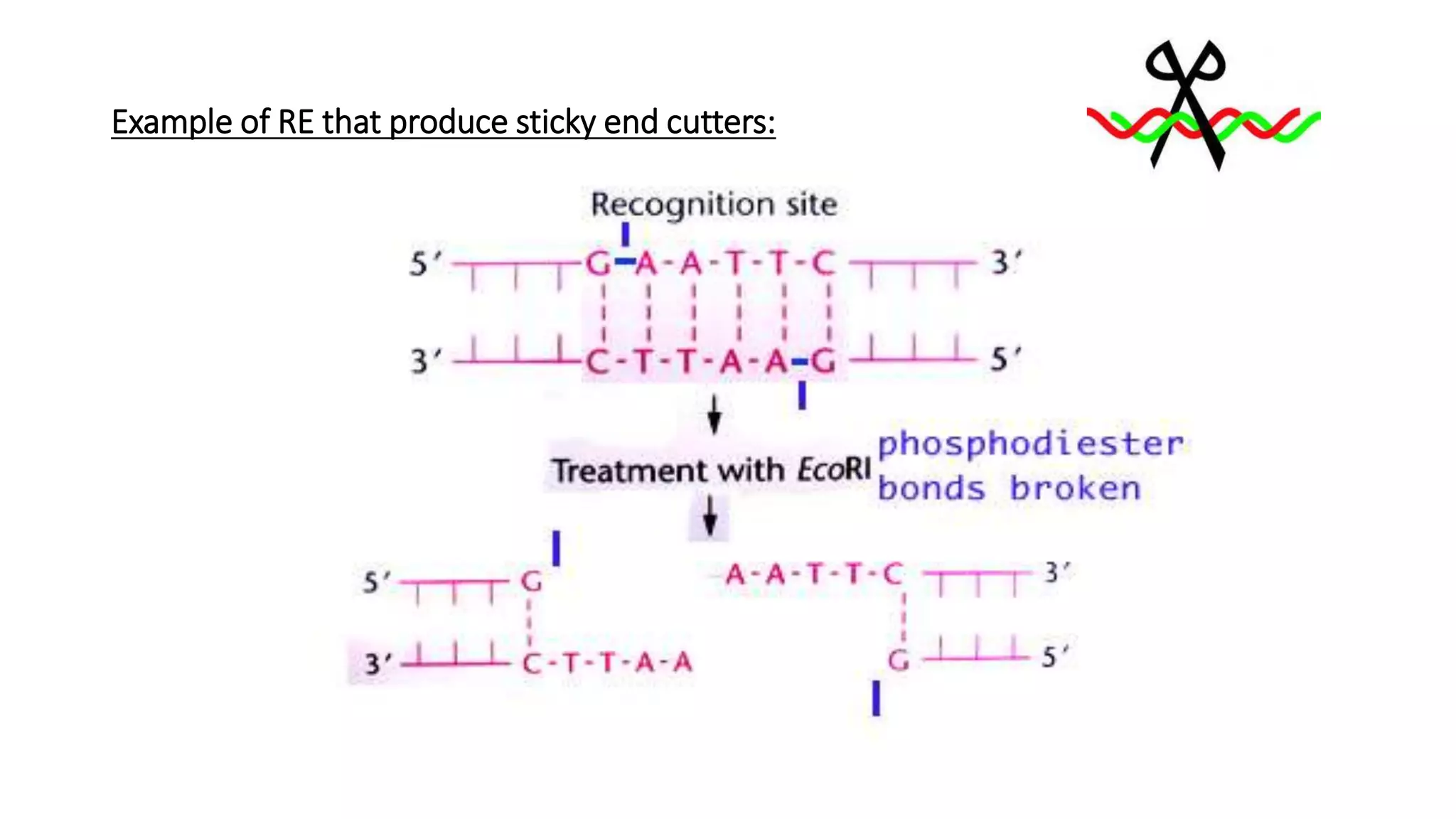 Restriction Fragment Length Polymorphism (RFLP) | PPTX