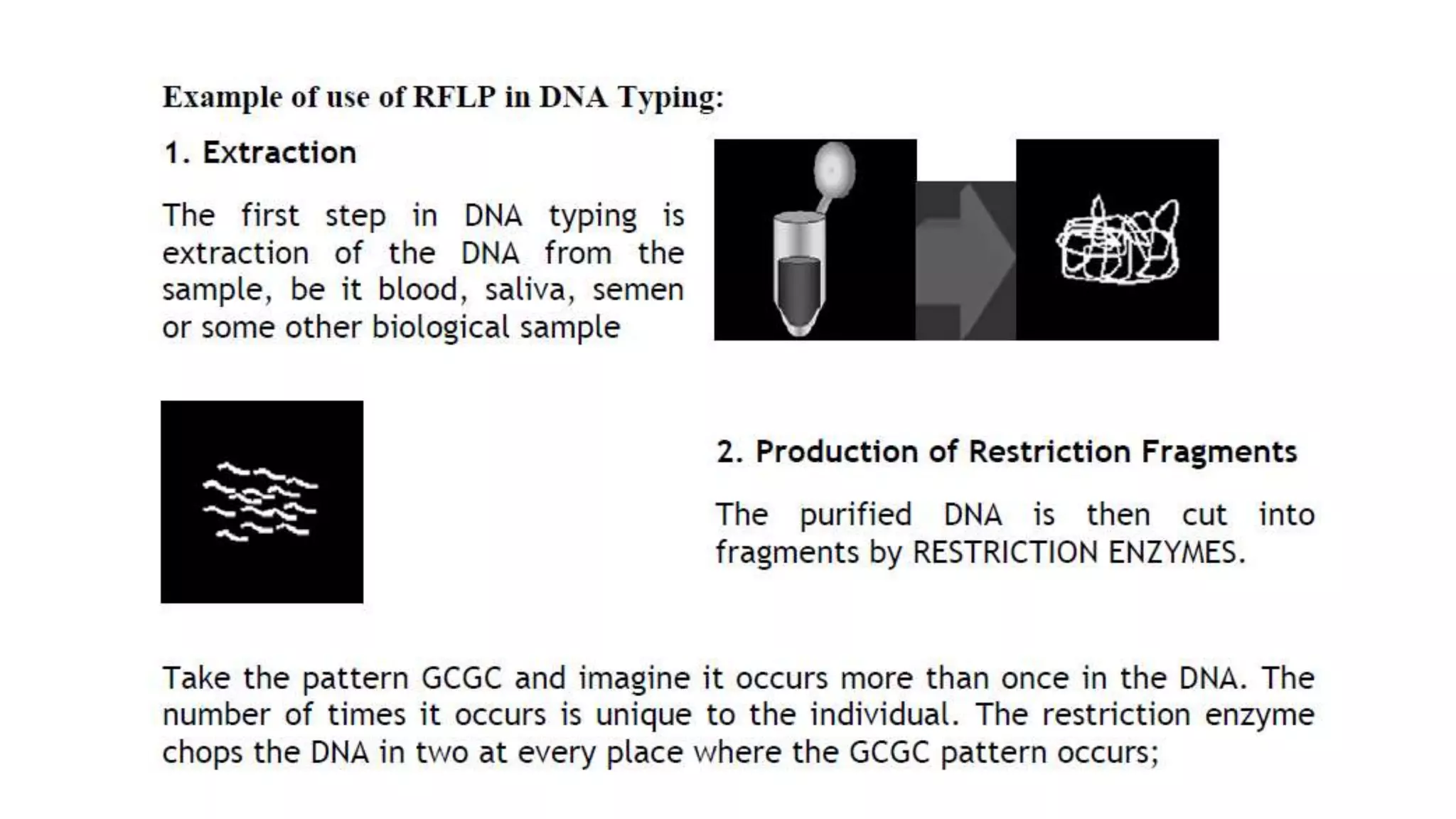 Restriction Fragment Length Polymorphism Rflp Pptx