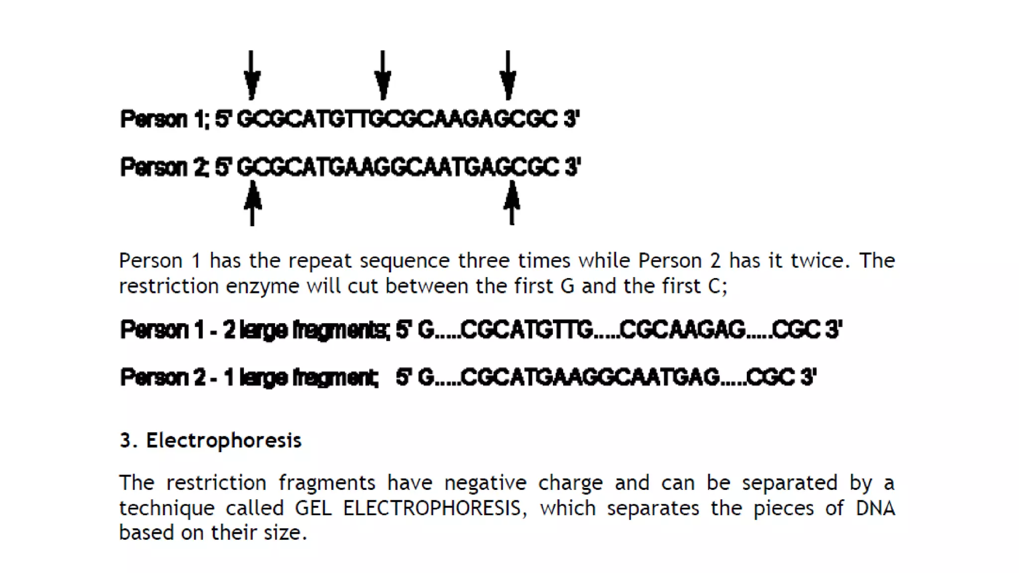 Restriction Fragment Length Polymorphism Rflp Pptx
