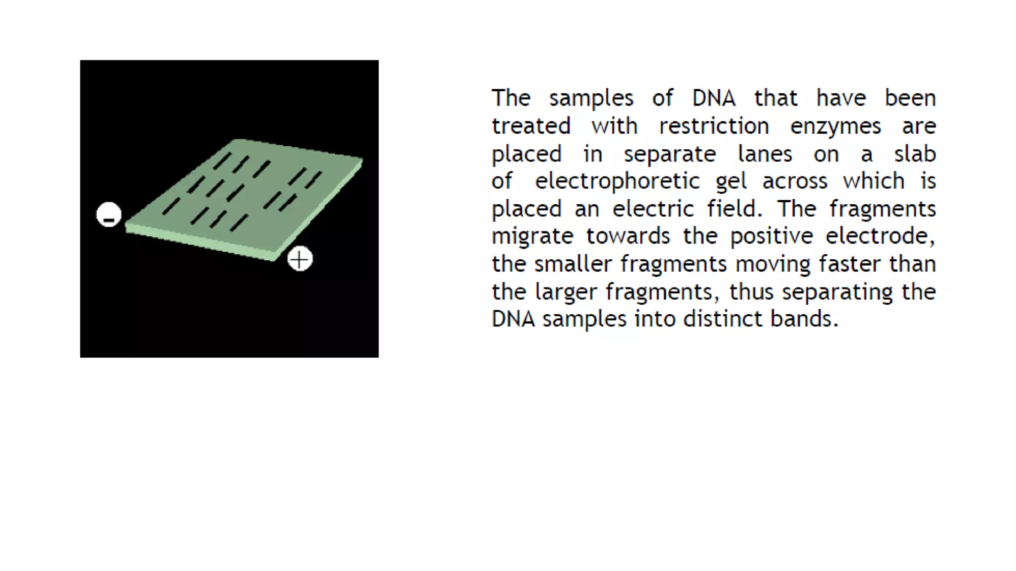 Restriction Fragment Length Polymorphism Rflp Pptx