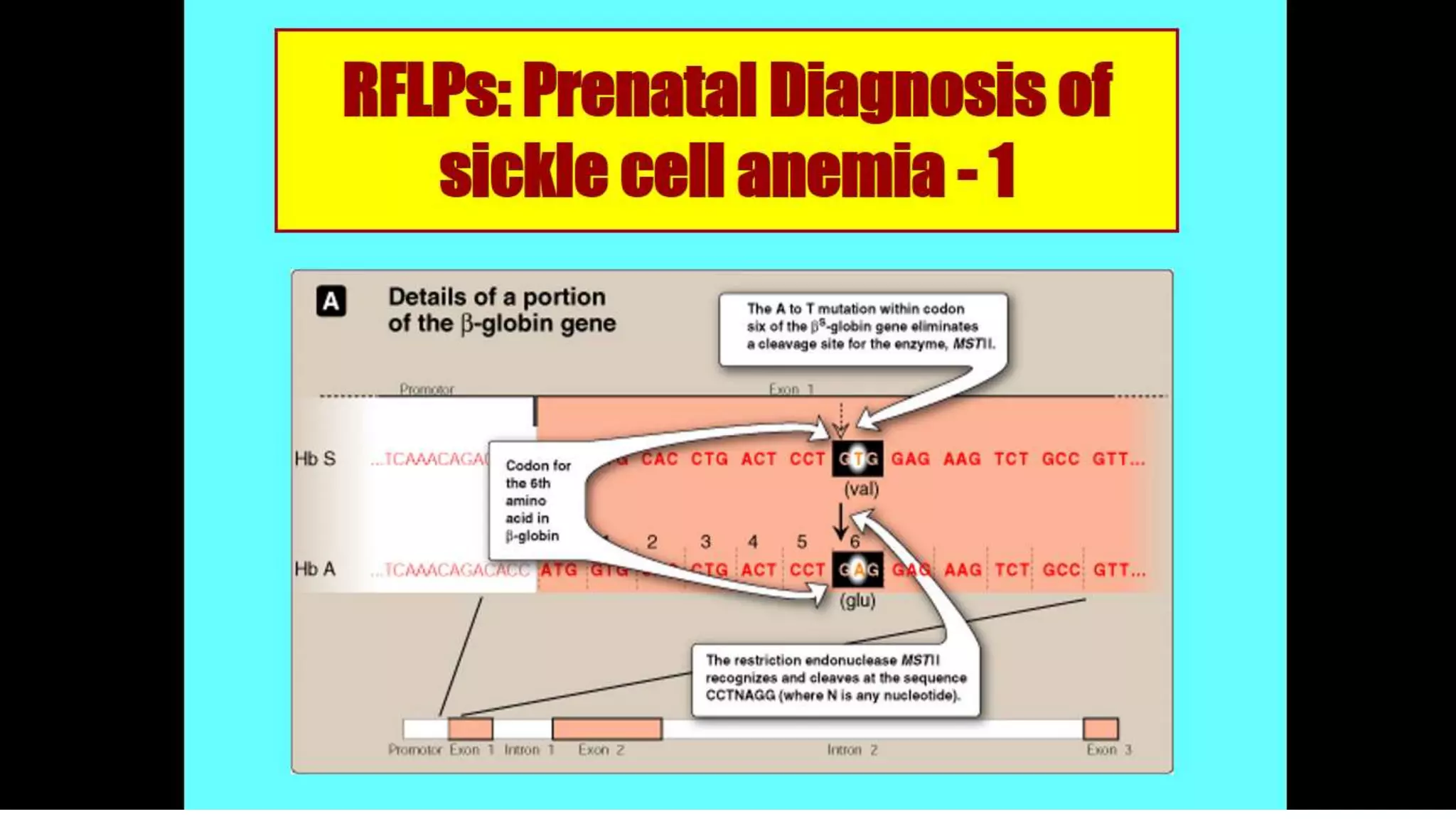 Restriction Fragment Length Polymorphism (RFLP) | PPTX