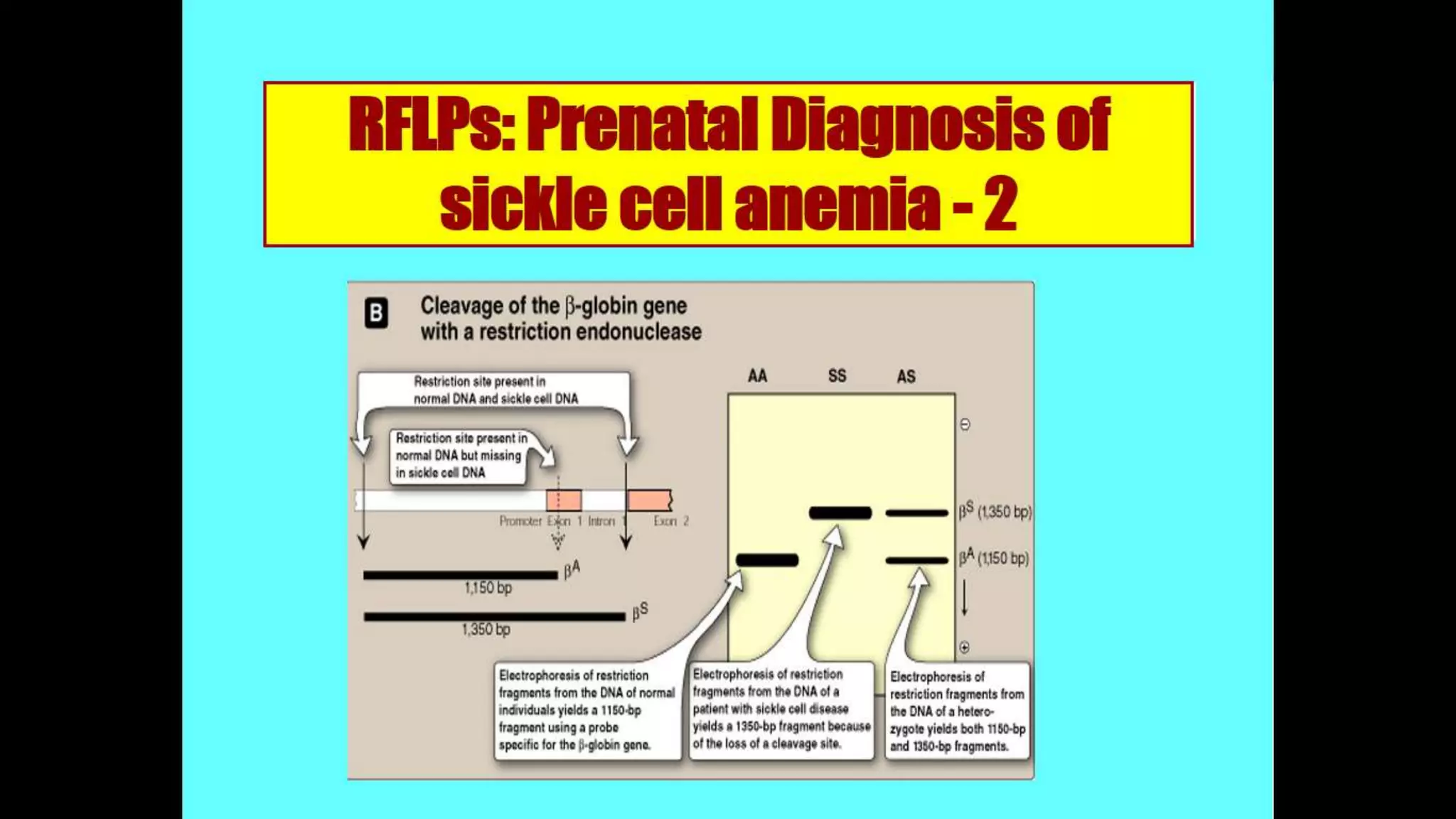 Restriction Fragment Length Polymorphism Rflp Pptx