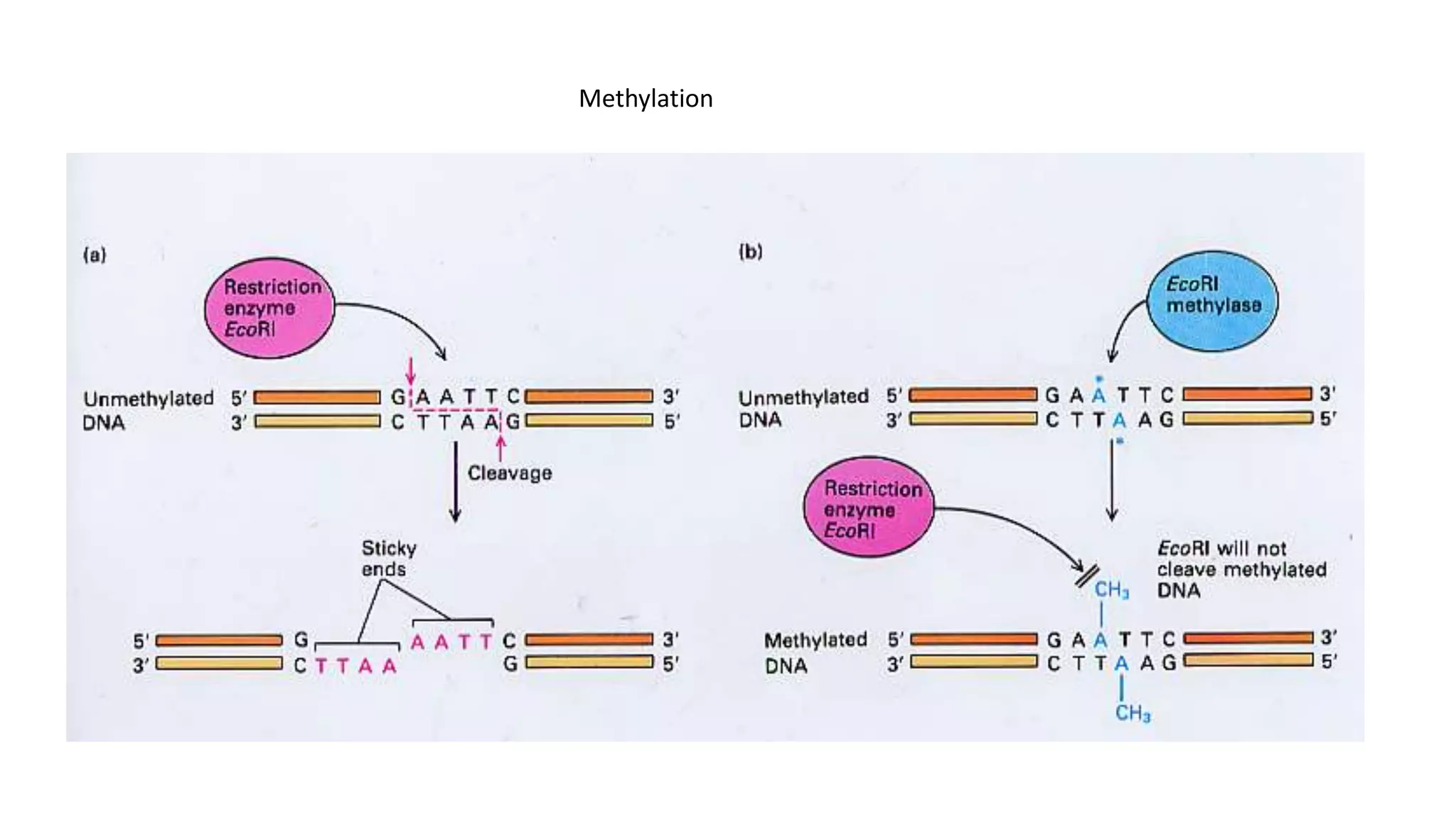 Restriction Fragment Length Polymorphism Rflp Pptx