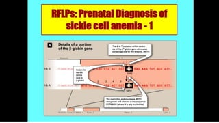 Restriction Fragment Length Polymorphism (RFLP) | PPTX