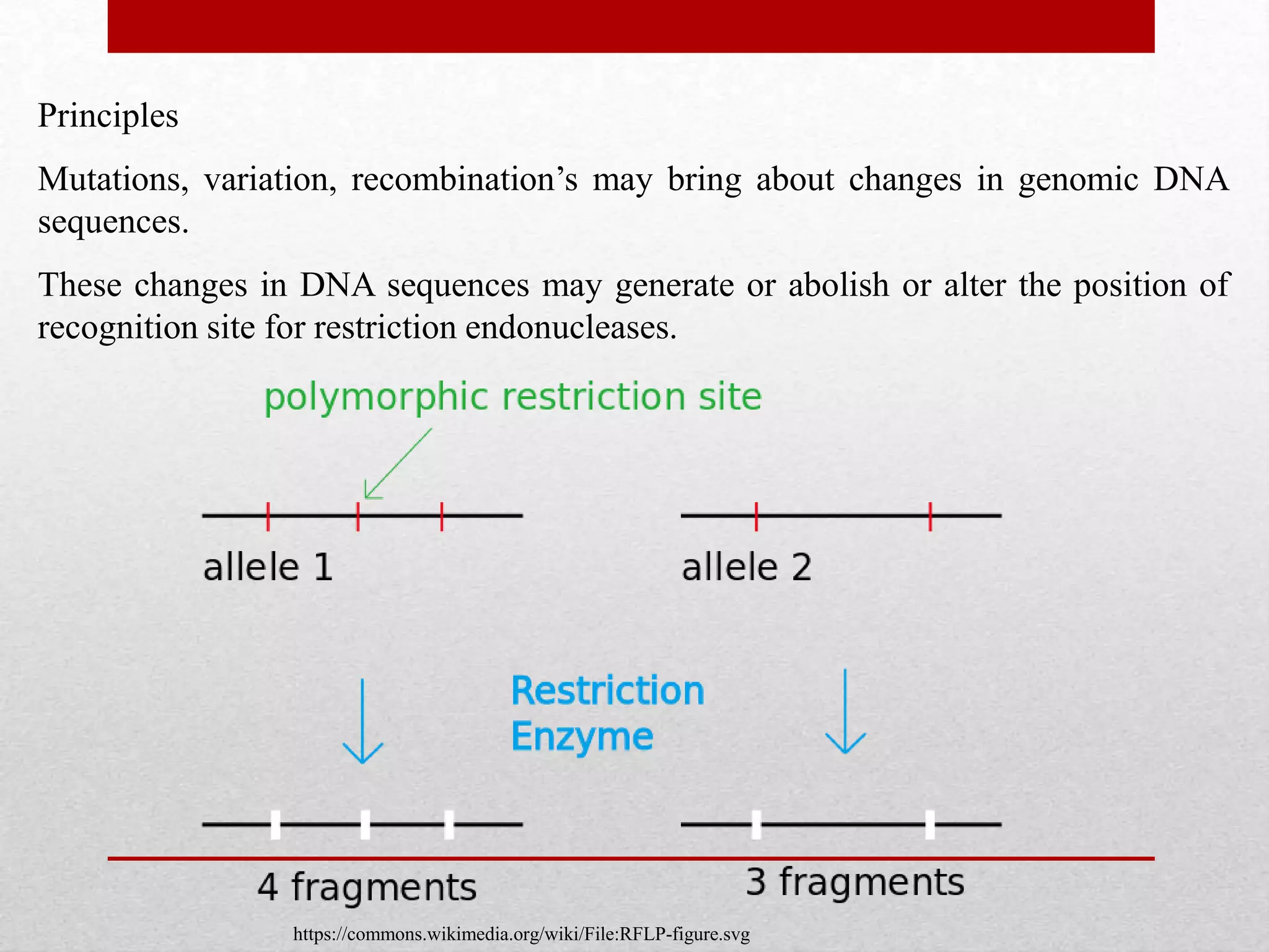 Rflp Restriction Fragment Length Polymorphism Ppt