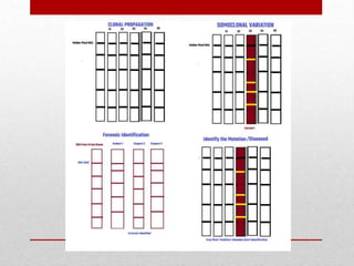 RFLP - Restriction Fragment Length Polymorphism | PPT