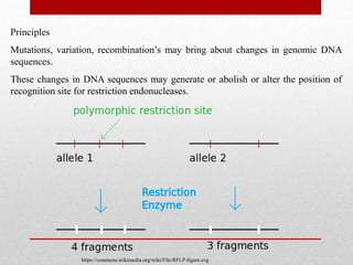 RFLP - Restriction Fragment Length Polymorphism | PPT