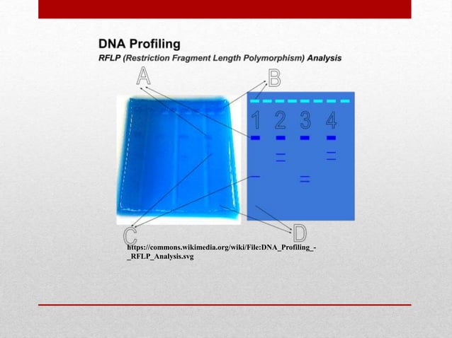 RFLP - Restriction Fragment Length Polymorphism | PPT