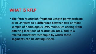 RFLP.pptx