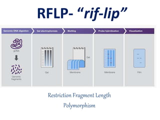 Restriction Fragment Length Polymorphism