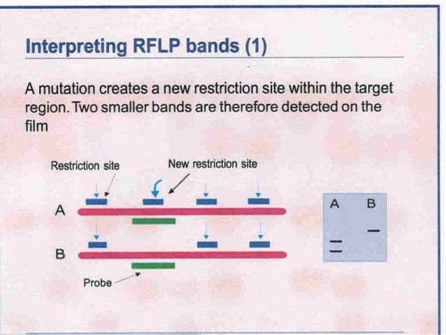 Rflp 4
