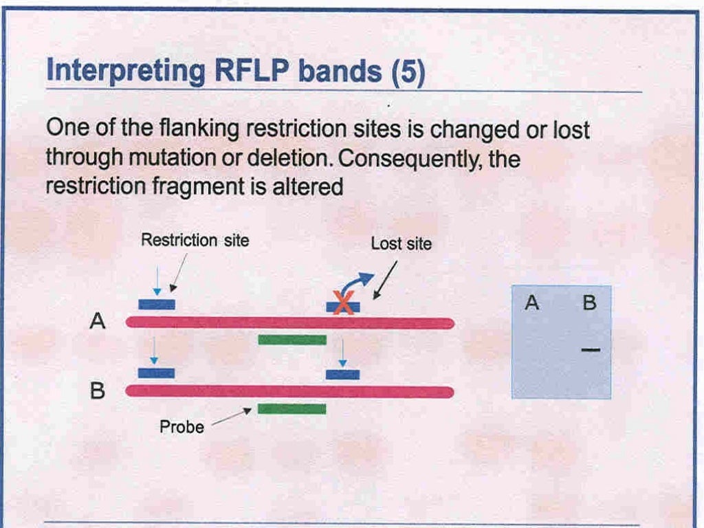 Rflp 4