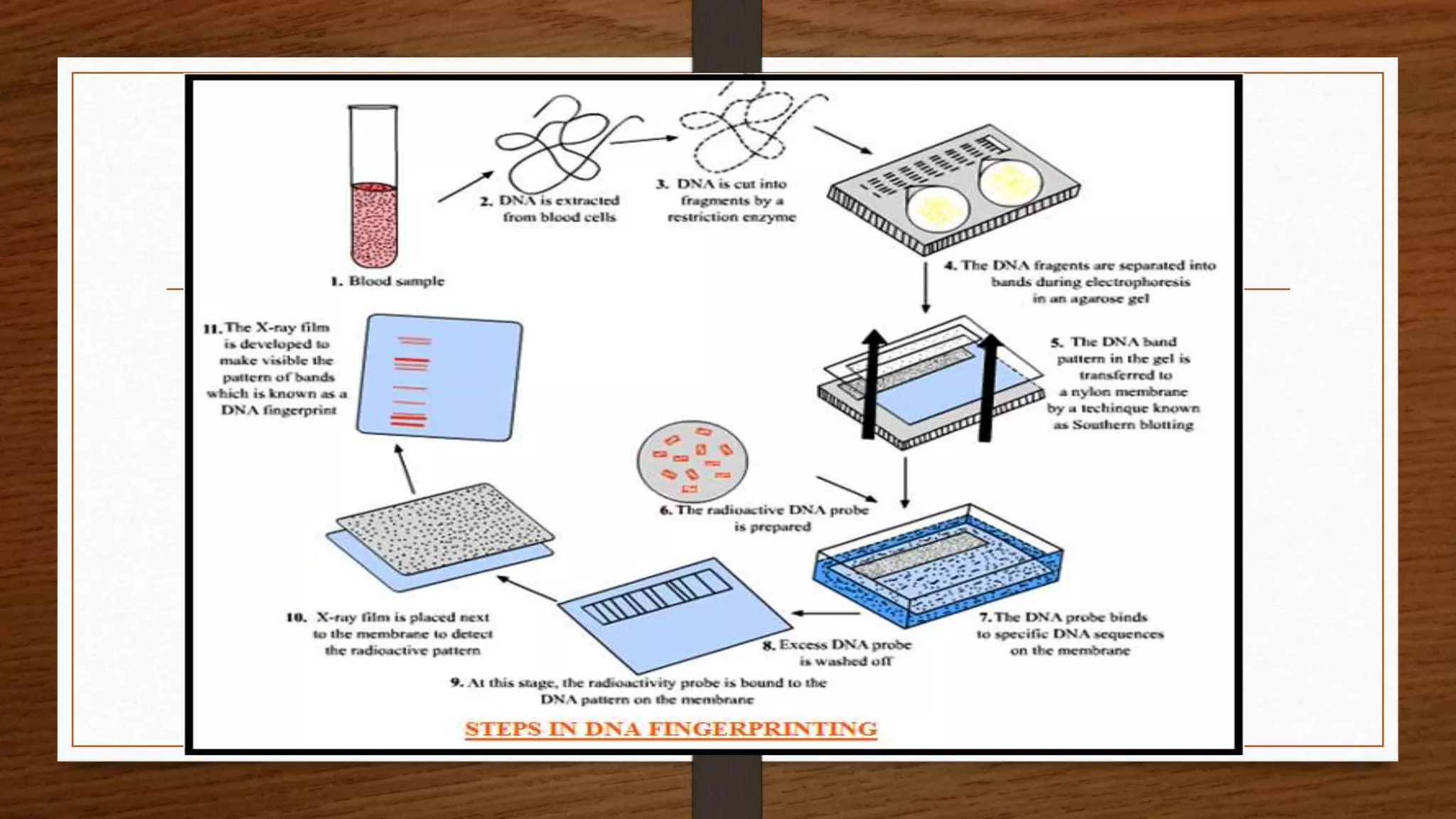 Rflp & dna fingerprint | PPTX