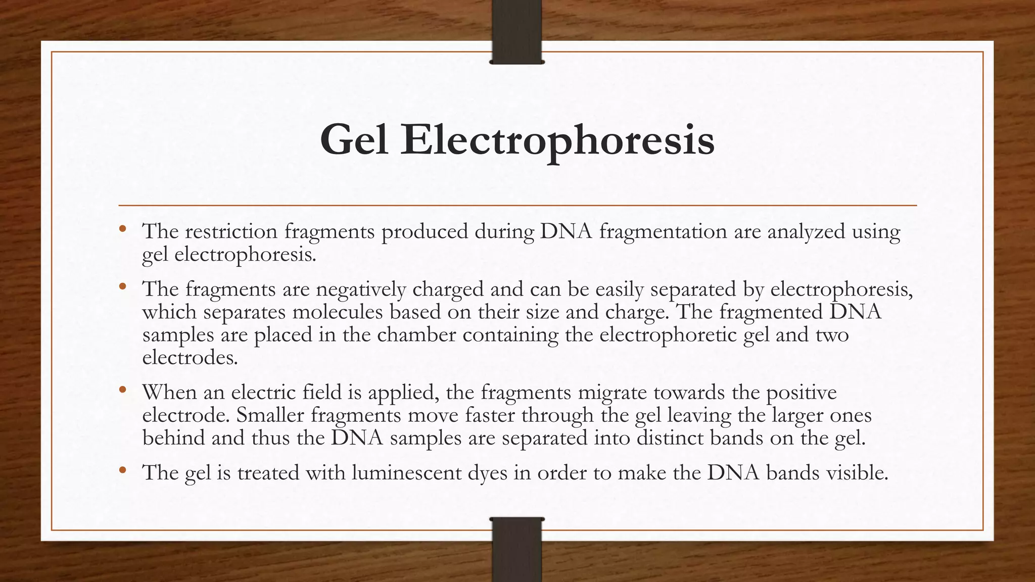 Rflp & dna fingerprint | PPTX