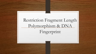 Rflp & dna fingerprint | PPTX