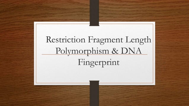 Rflp & dna fingerprint | PPTX
