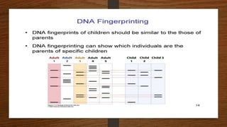 Rflp & dna fingerprint | PPTX