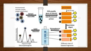 Rflp & dna fingerprint | PPTX