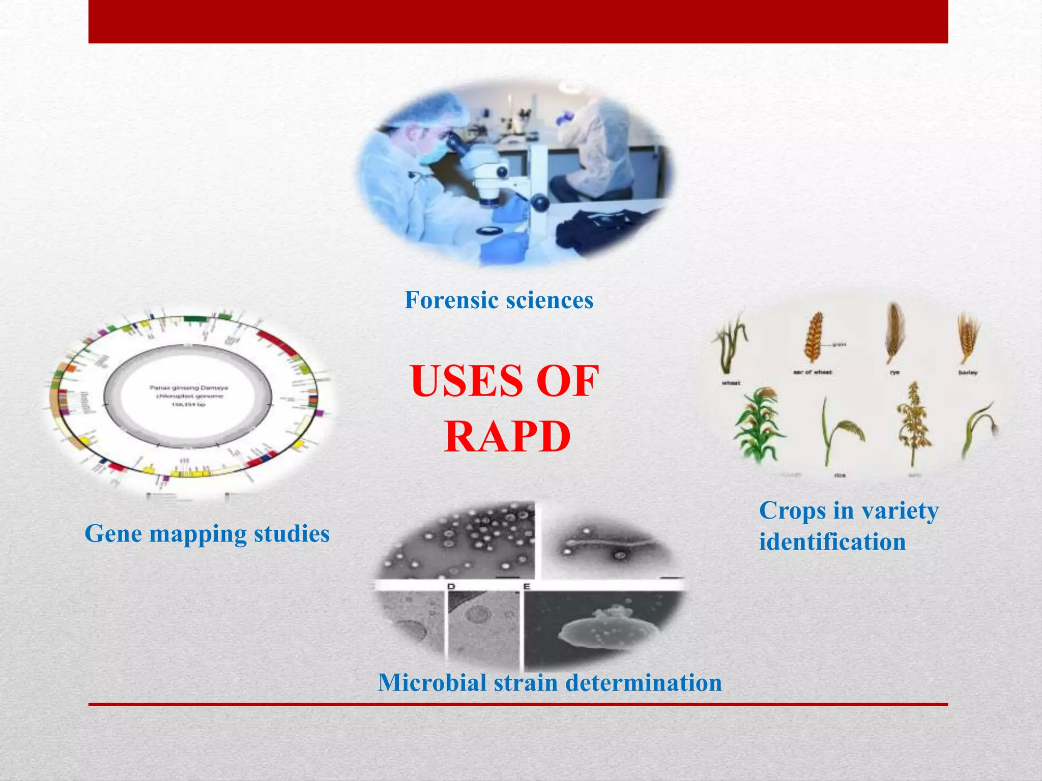 RFLP ,RAPD ,AFLP, STS, SCAR ,SSCP & QTL | PPTX