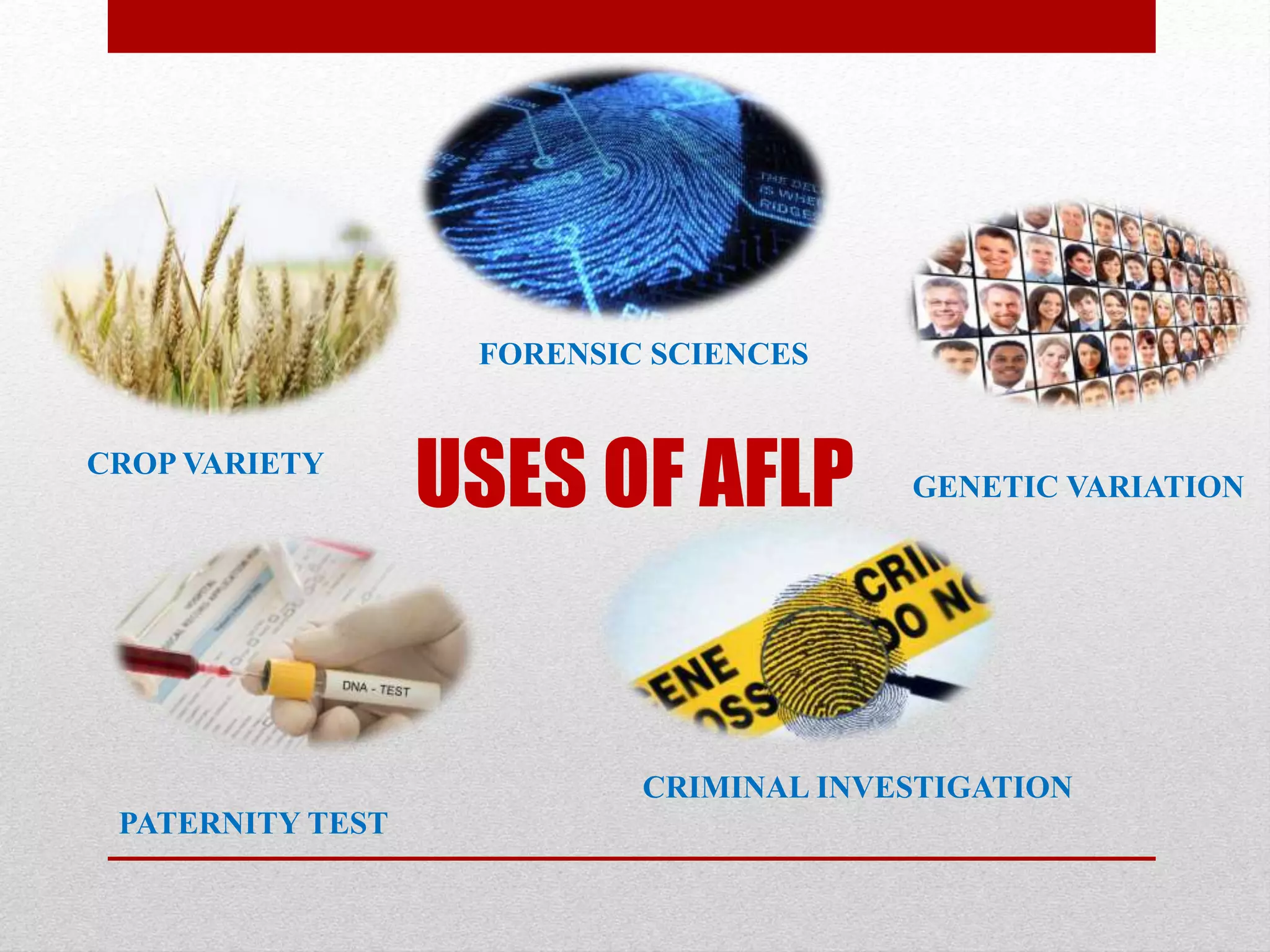 RFLP ,RAPD ,AFLP, STS, SCAR ,SSCP & QTL | PPTX