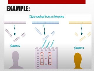 RFLP ,RAPD ,AFLP, STS, SCAR ,SSCP & QTL | PPTX
