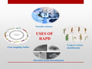 RFLP ,RAPD ,AFLP, STS, SCAR ,SSCP & QTL | PPTX