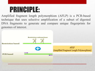 RFLP ,RAPD ,AFLP, STS, SCAR ,SSCP & QTL | PPTX