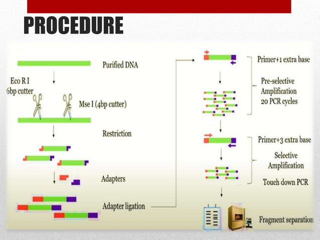 RFLP ,RAPD ,AFLP, STS, SCAR ,SSCP & QTL | PPTX | Genetics | Science