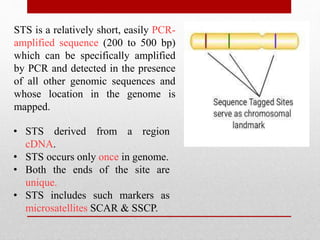 RFLP ,RAPD ,AFLP, STS, SCAR ,SSCP & QTL | PPTX