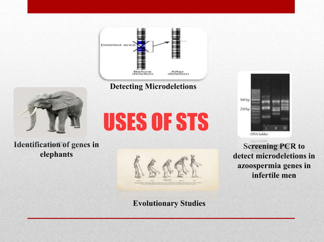 RFLP ,RAPD ,AFLP, STS, SCAR ,SSCP & QTL | PPTX | Genetics | Science