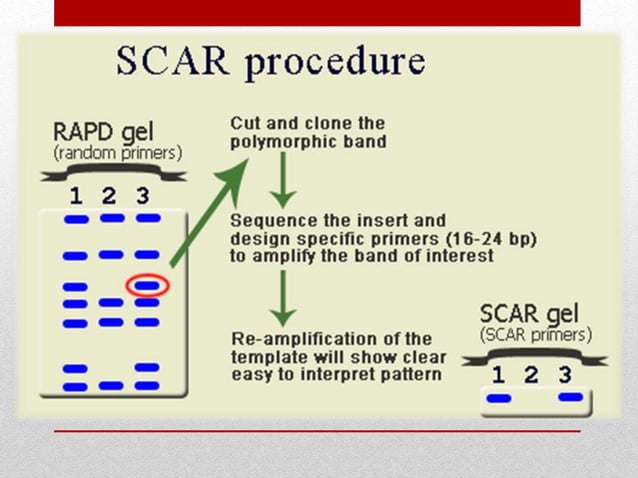 RFLP ,RAPD ,AFLP, STS, SCAR ,SSCP & QTL | PPTX | Genetics | Science