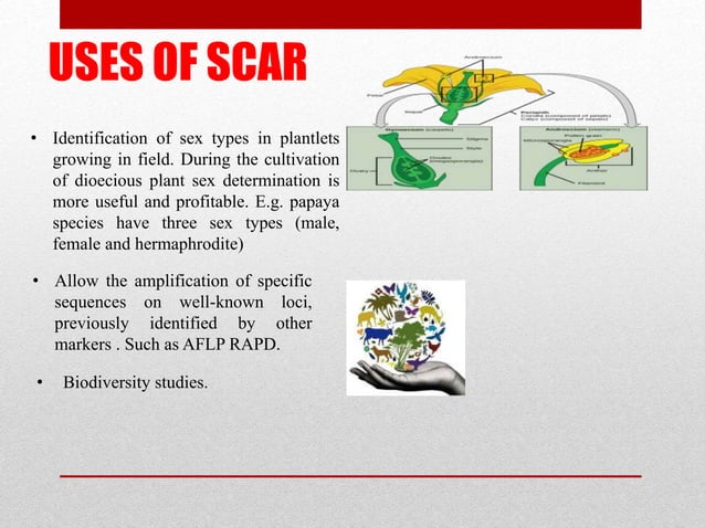 RFLP ,RAPD ,AFLP, STS, SCAR ,SSCP & QTL | PPTX | Genetics | Science