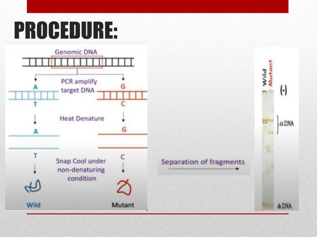 RFLP ,RAPD ,AFLP, STS, SCAR ,SSCP & QTL | PPTX | Genetics | Science