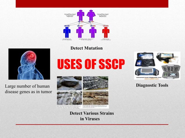 RFLP ,RAPD ,AFLP, STS, SCAR ,SSCP & QTL | PPTX | Genetics | Science