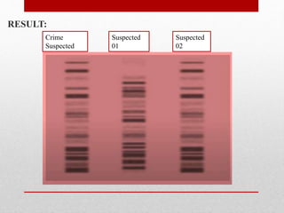 RFLP ,RAPD ,AFLP, STS, SCAR ,SSCP & QTL | PPTX