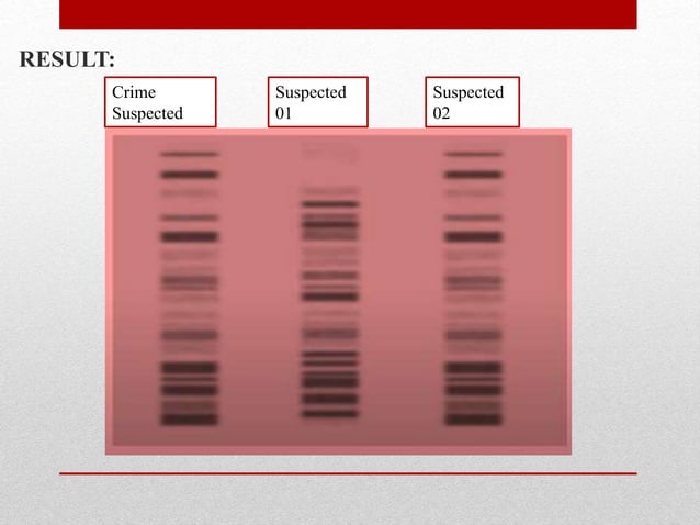 RFLP ,RAPD ,AFLP, STS, SCAR ,SSCP & QTL | PPTX | Genetics | Science